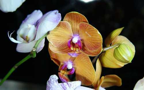 Последняя Орхидея Asian Coral 2цветоноса