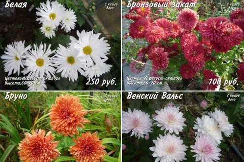 Хризантема венский бал фото и описание