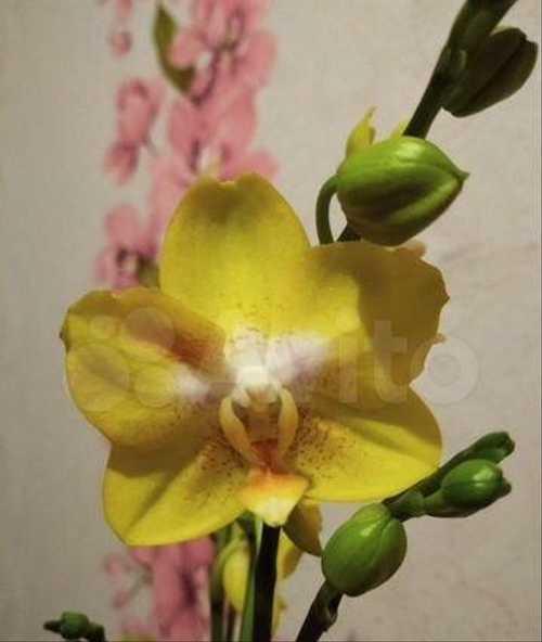 Орхидея фаленопсис " Бернадетта"
