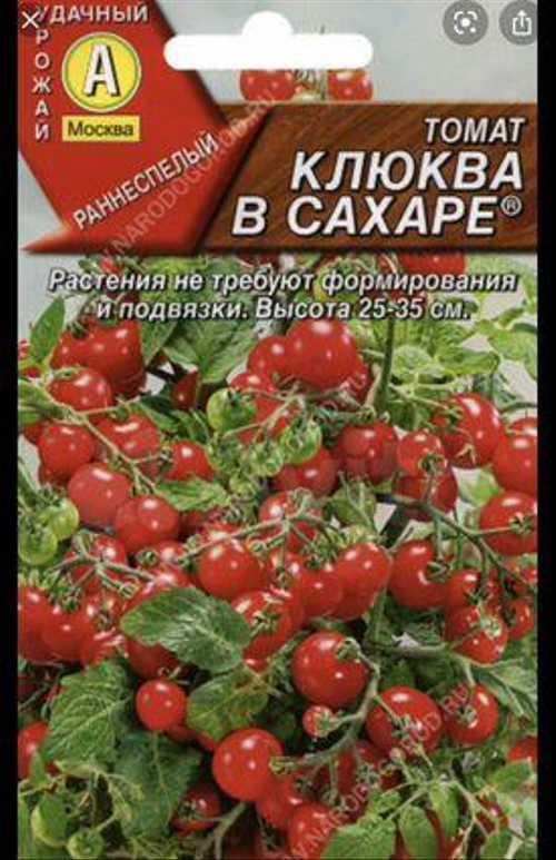 Рассада томата «Клюква в сахаре»