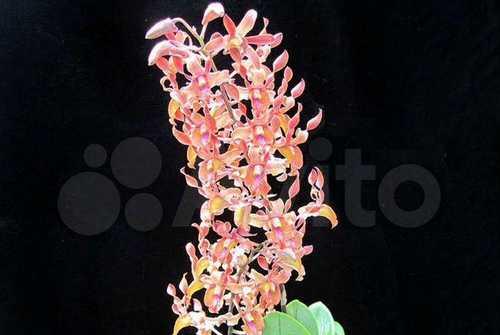 Dendrobium Jairak Antilope 'Tangerine'