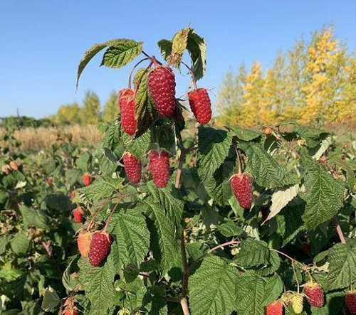 Малина сорта сластиха-супер вкус