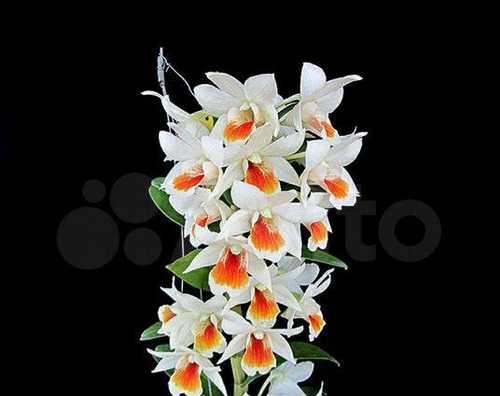 Dendrobium Jairak Dawn