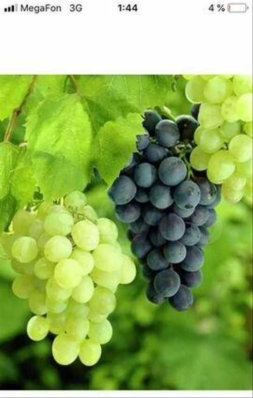 Саженцы достойных сортов винограда