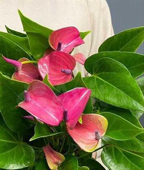 Anthurium Andre Karma Purple