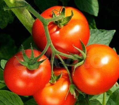 Рассада томатов для теплиц и открытого грунта