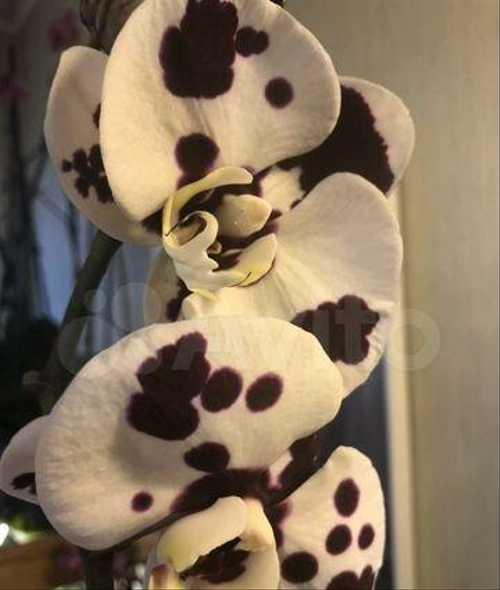 Орхидея фаленопсис 2 ветки 12 р