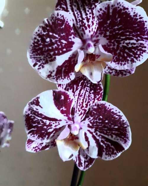 Орхидея фаленопсис Шоколад и Биг Лип