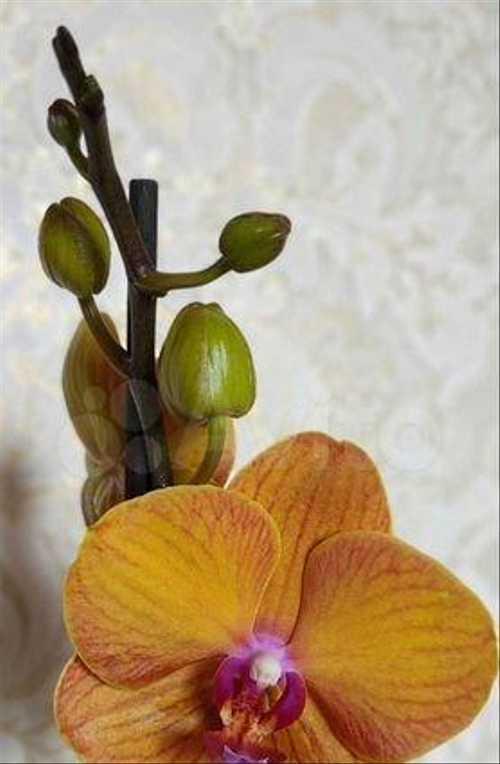 Орхидея фаленопсис Сурф сонг