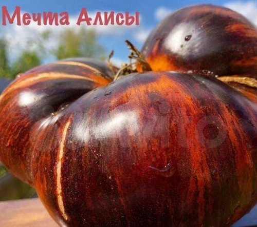 Рассада коллекционных томатов Мечта Алисы