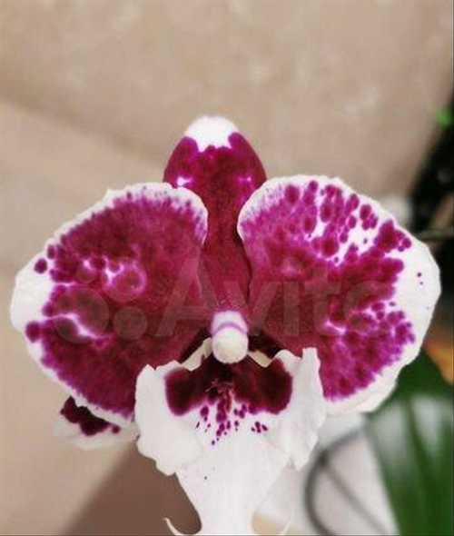 Орхидея фаленопсис биг лип Joy. Sexy Venus "NEX"