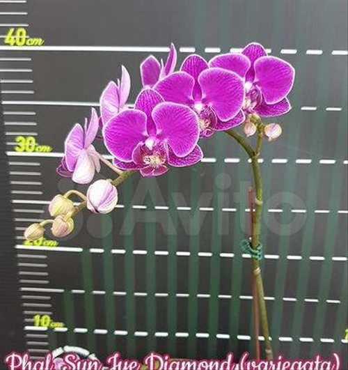 Орхидея Phal. Sun Jye Diamond (variegata) 2.5" B57