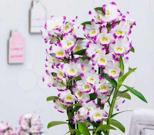 Отцветшие бульбовые орхидеи