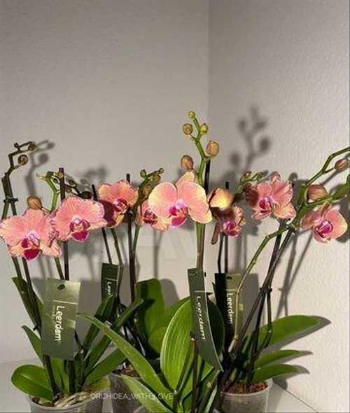 Орхидея фаленопсис пират пикоти