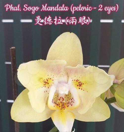 Орхидея Phal. Sogo Mandala (peloric - 2 eyes)
