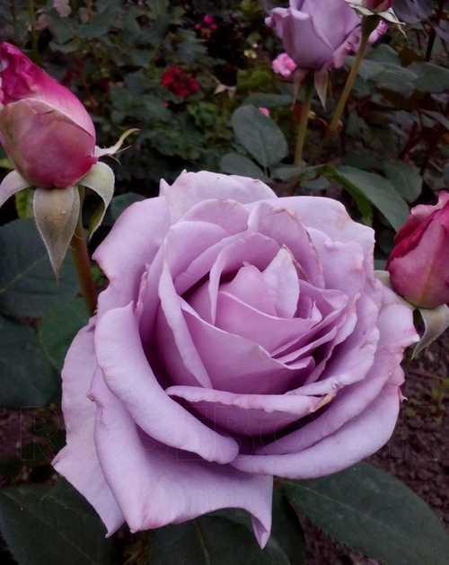 Роза Чайно-гибридная Майнцер Фастнахт / Блю Мондей