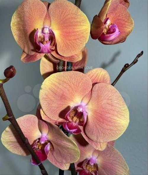 Орхидея фаленопсис вулкан