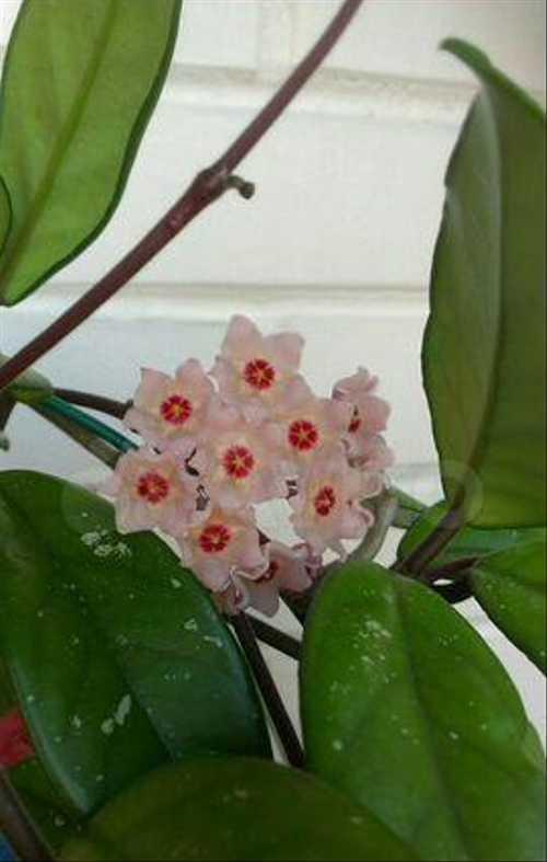 Хойя карноза (Hoya Carnosa), восковой плющ