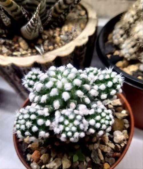Кактус Mammillaria gracilis cv. Oruga Blanca)