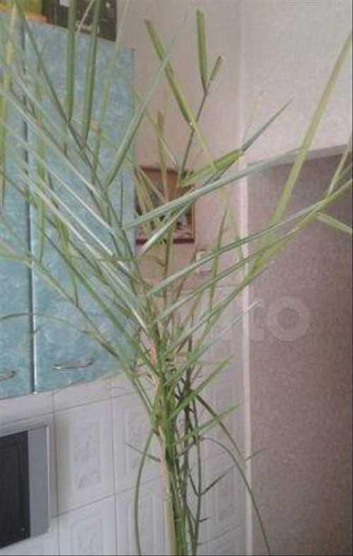 Комнатное растение Финиковая пальма
