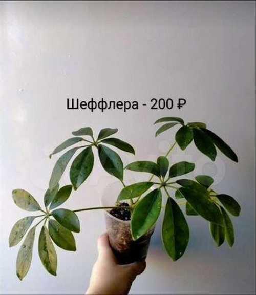 Комнатные растения (шеффлера, сансеверия, фикус, г