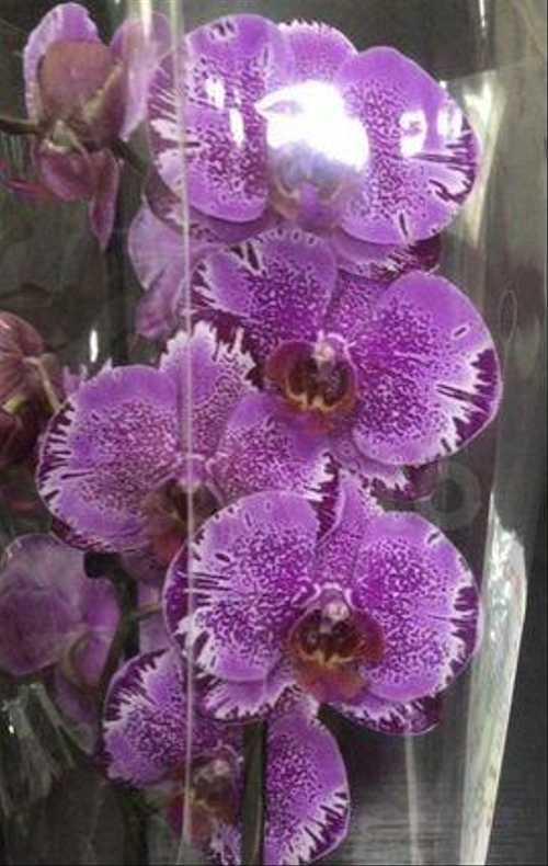 Орхидеи фаленопсисы разные