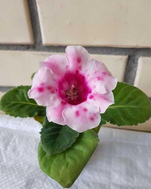 Глоксиния Avanti Peach Rose (листик)