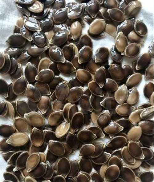 Семена тыквы Фиголистная (Арбузная,Кавбуз)