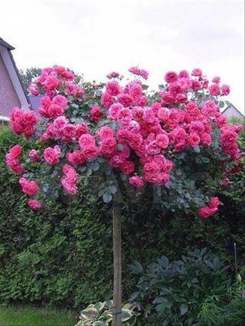 Роза штамбовая