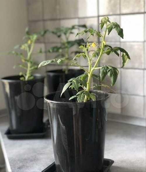 Комнатные растения: томаты. Рассада помидоров