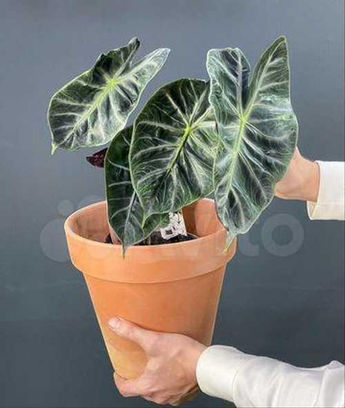 Алоказия Пинк Драгон Alocasia Pink Dragon