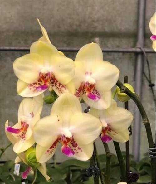 Орхидея азиат K-90 Phal. Mituo Diamond Canary 'Mir