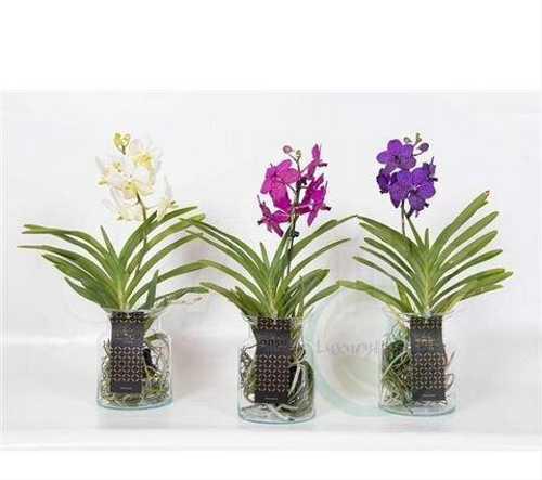 Орхидея Ванда мини в стекле микс