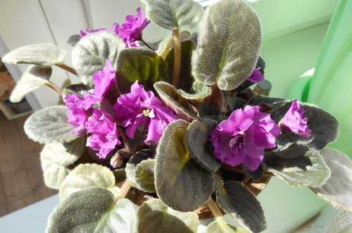 Комнатные цветы (фиалка)