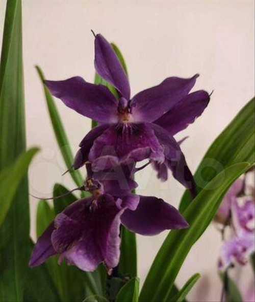 Орхидея Редкая Камбрия цветет