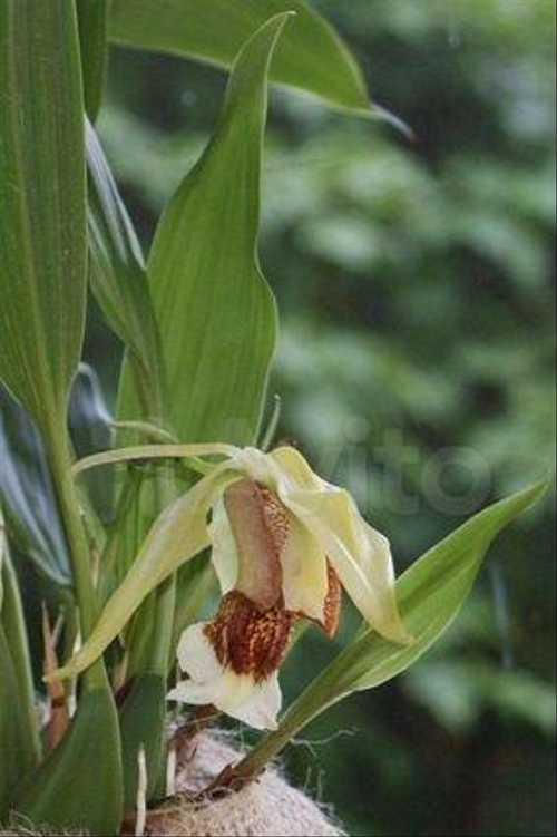 Орхидея Целогина Специоза coelogyne speciosa от ка