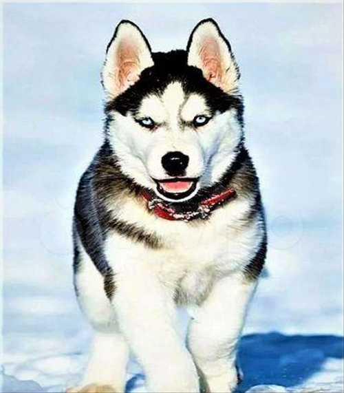 Алмазная картина 45*35 полное заполнение