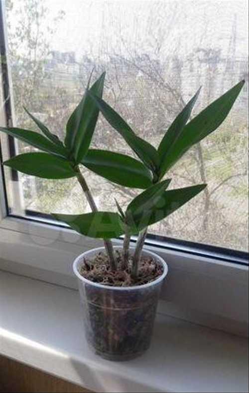 Орхидея дендробиум кинга