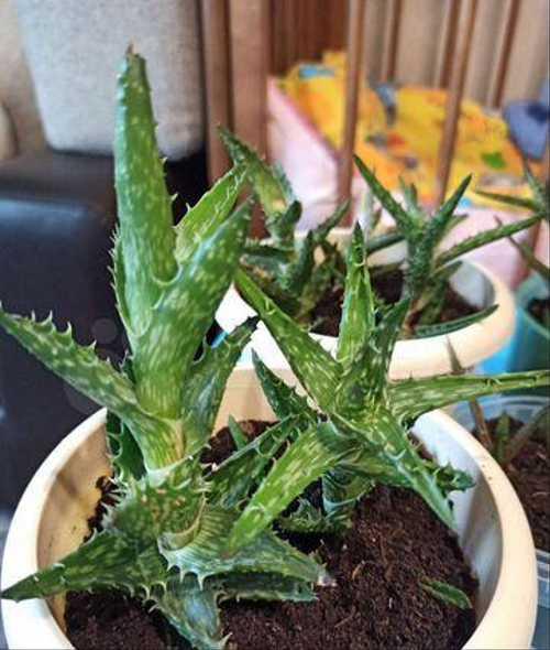 Алоэ чешуйчатое (Aloe squarrosa)