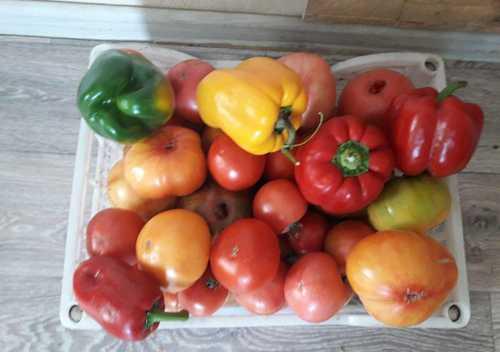 Помидоры и томаты,перец домашние