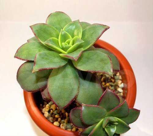 Эониум Киви (Aeonium Kiwi)