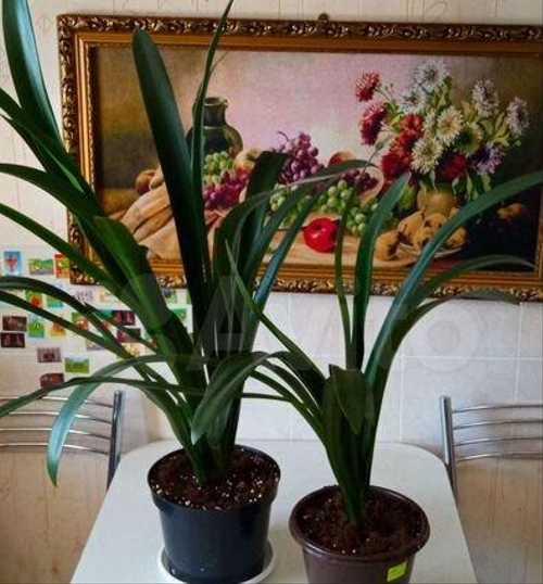 Большие комнатные растения