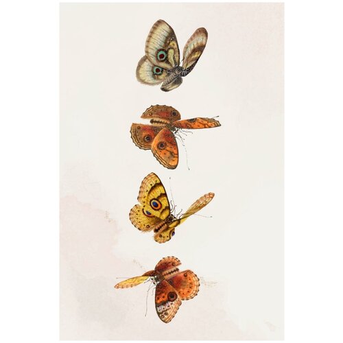 Постер / Плакат / Картина Бабочки - Бабочки в полёте 50х70 см в подарочном тубусе