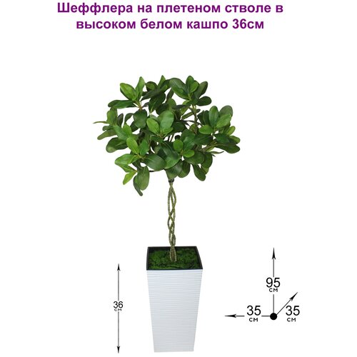Искусственное растение Шеффлера Плетеная в высоком белом кашпо 36,5 см от ФитоПарк