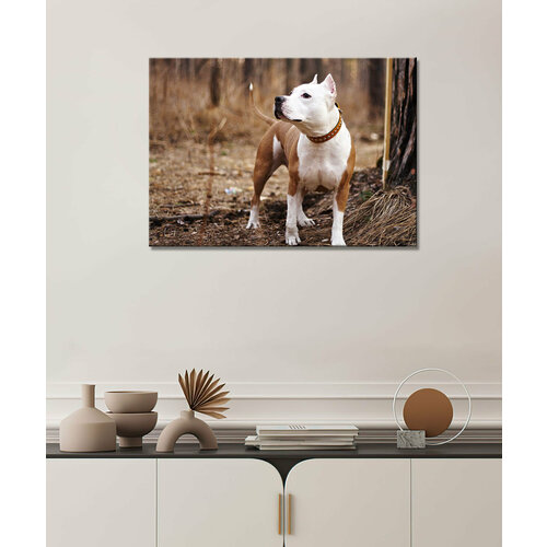 Картина - Американский стаффордширский Терьер, амстафф терьер, собака терьер, порода стафф терьер (10) 50х70