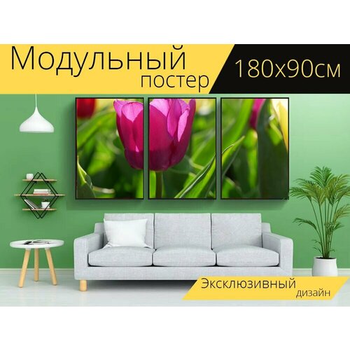 Модульный постер "Тюльпаны, поле тюльпанов, весна" 180 x 90 см. для интерьера