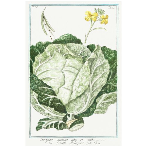 Постер / Плакат / Картина Овощи - Белокочанная капуста 50х70 см в раме