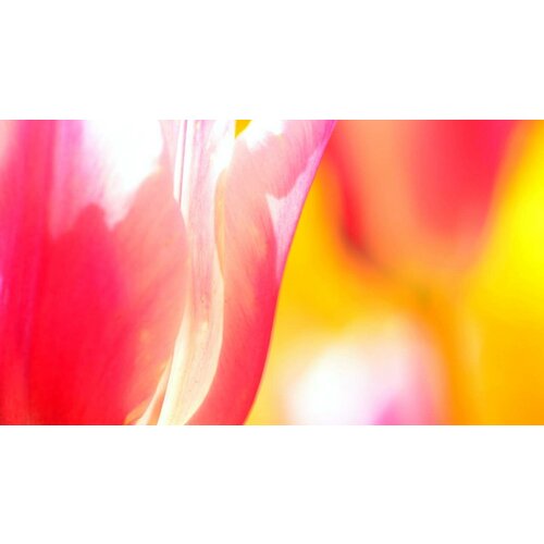 Картина на холсте 60x110 LinxOne "Цветок тюльпан лепестки весна" интерьерная для дома / на стену / на кухню / с подрамником