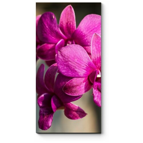 Модульная картина Королева цветов - прекрасная орхидея 50x100