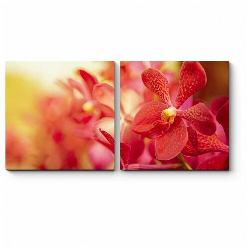 Модульная картина Чарующая орхидея в последних лучах солнца 120x60
